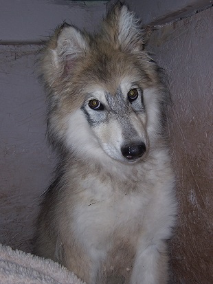 Wolfwood Refuge