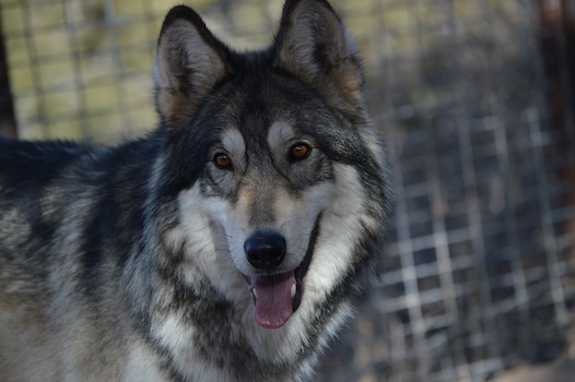 Wolfwood Refuge