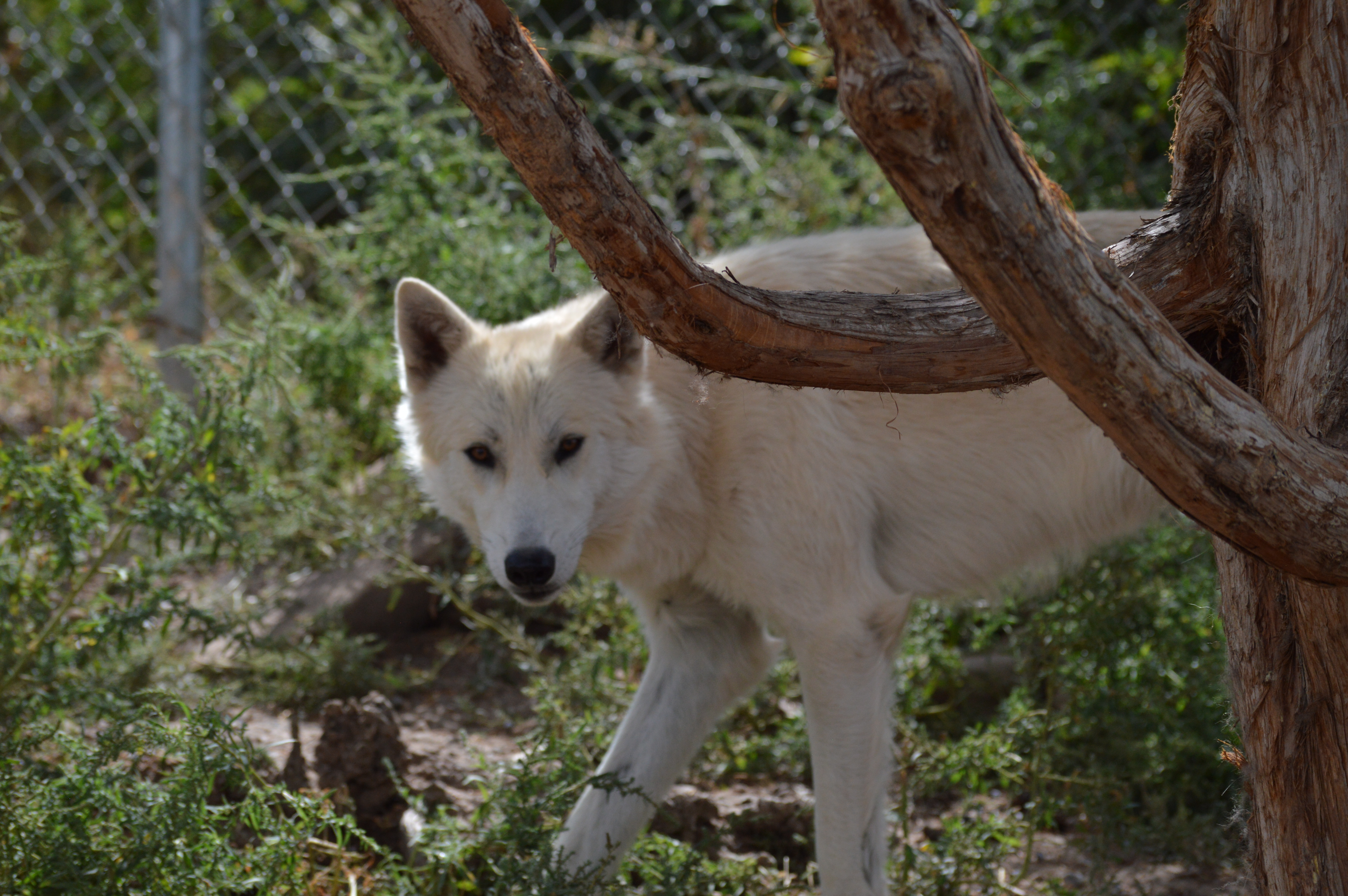 Wolfwood Refuge
